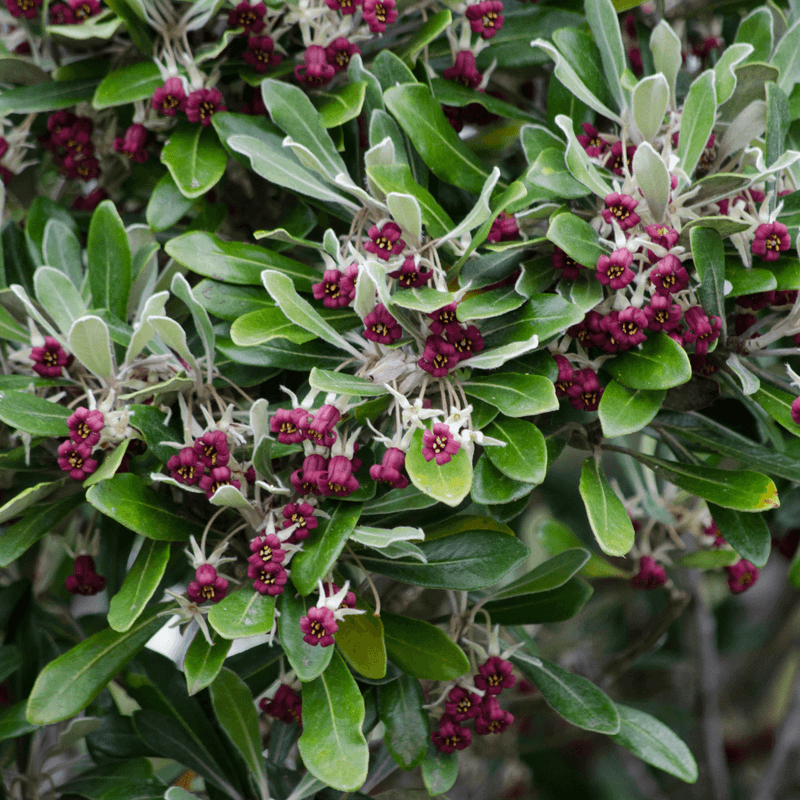 Karo - MyNativeForest